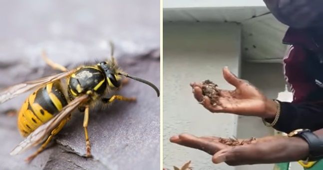 JOE.ie - WATCH: Man removes wasp nest from house and crushes it with his bare hands
