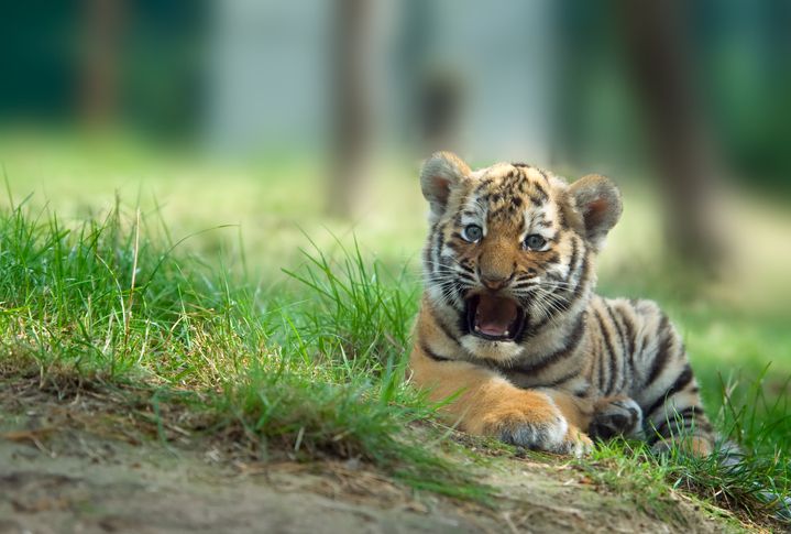 JOE.ie - Rare tiger cub accidentally crushed to death by its mother at ...