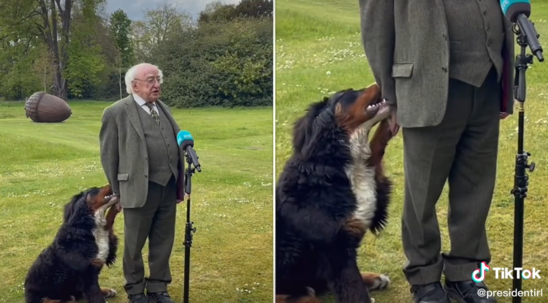 JOE.ie - Michael D. Higgins' dog goes viral after trying to get some ...