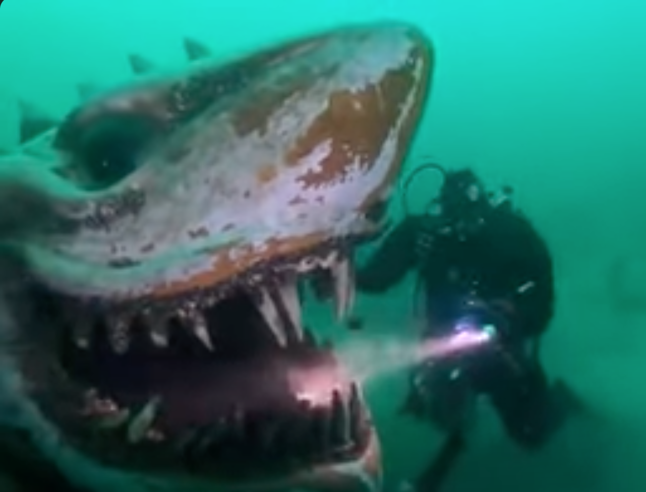 Evil or Genius? The underwater shark statue that's terrifying divers