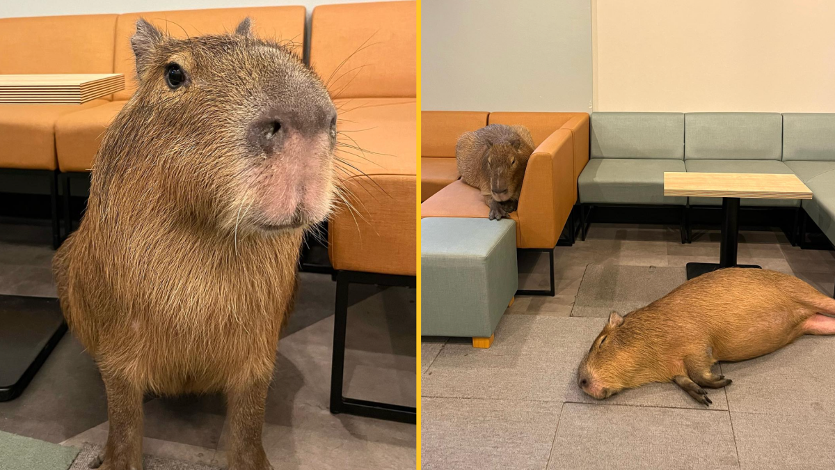JOE.ie - Japan’s capybara cafe puts cat cafes to shame