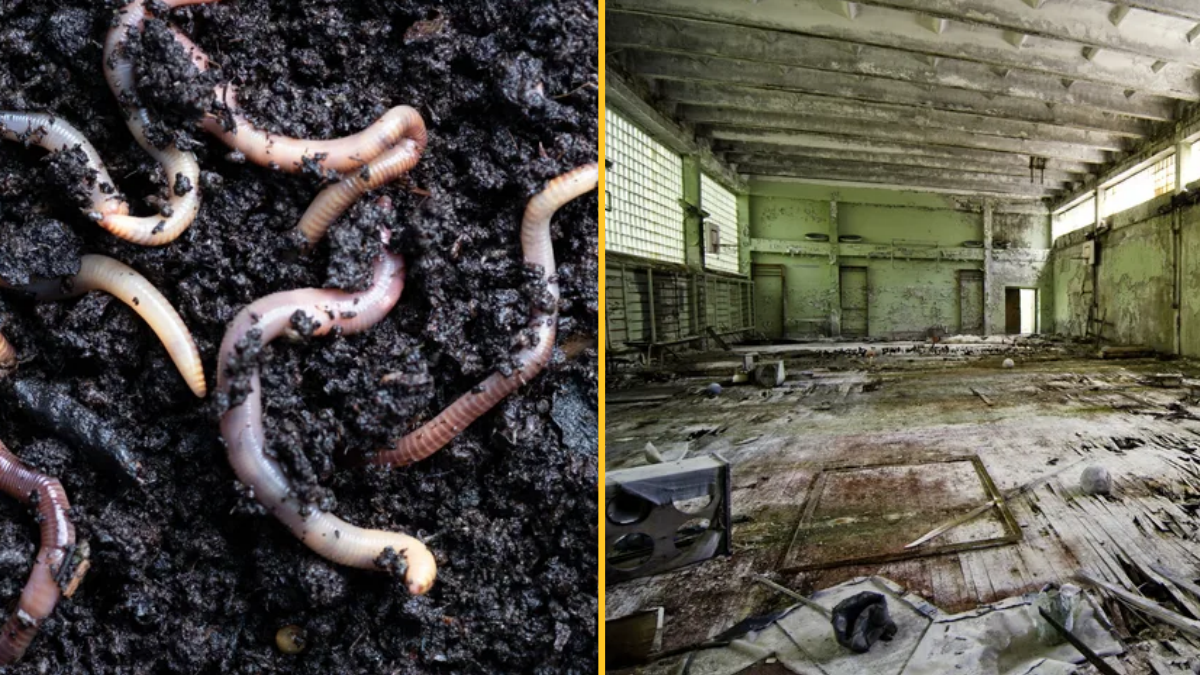JOE.ie - Worms living near Chernobyl nuclear plant have gained new ...