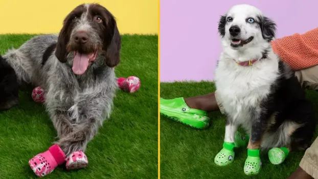 JOE.ie - Crocs announce they are launching shoes for dogs