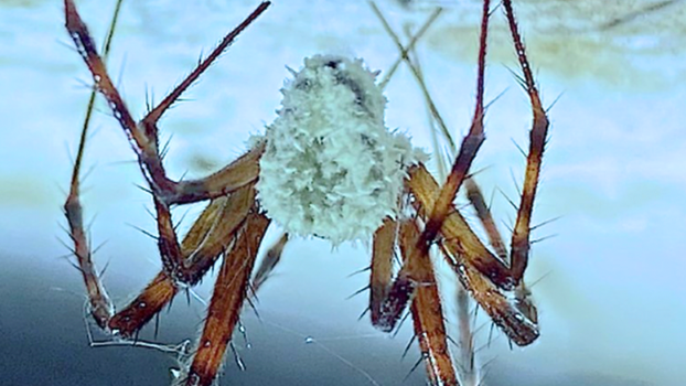 'Zombie spiders' infected by fungus found in Ireland
